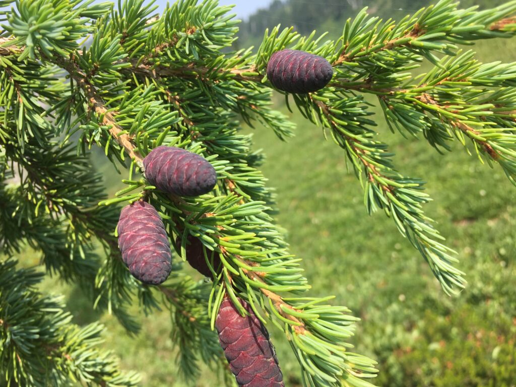Modeling and Predicting Tree Growth with Data Science – eScience Institute